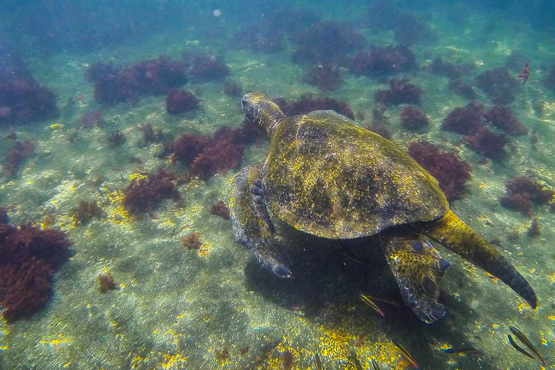 DAPHNE Dive Tour – whalesharkscubadiving.com